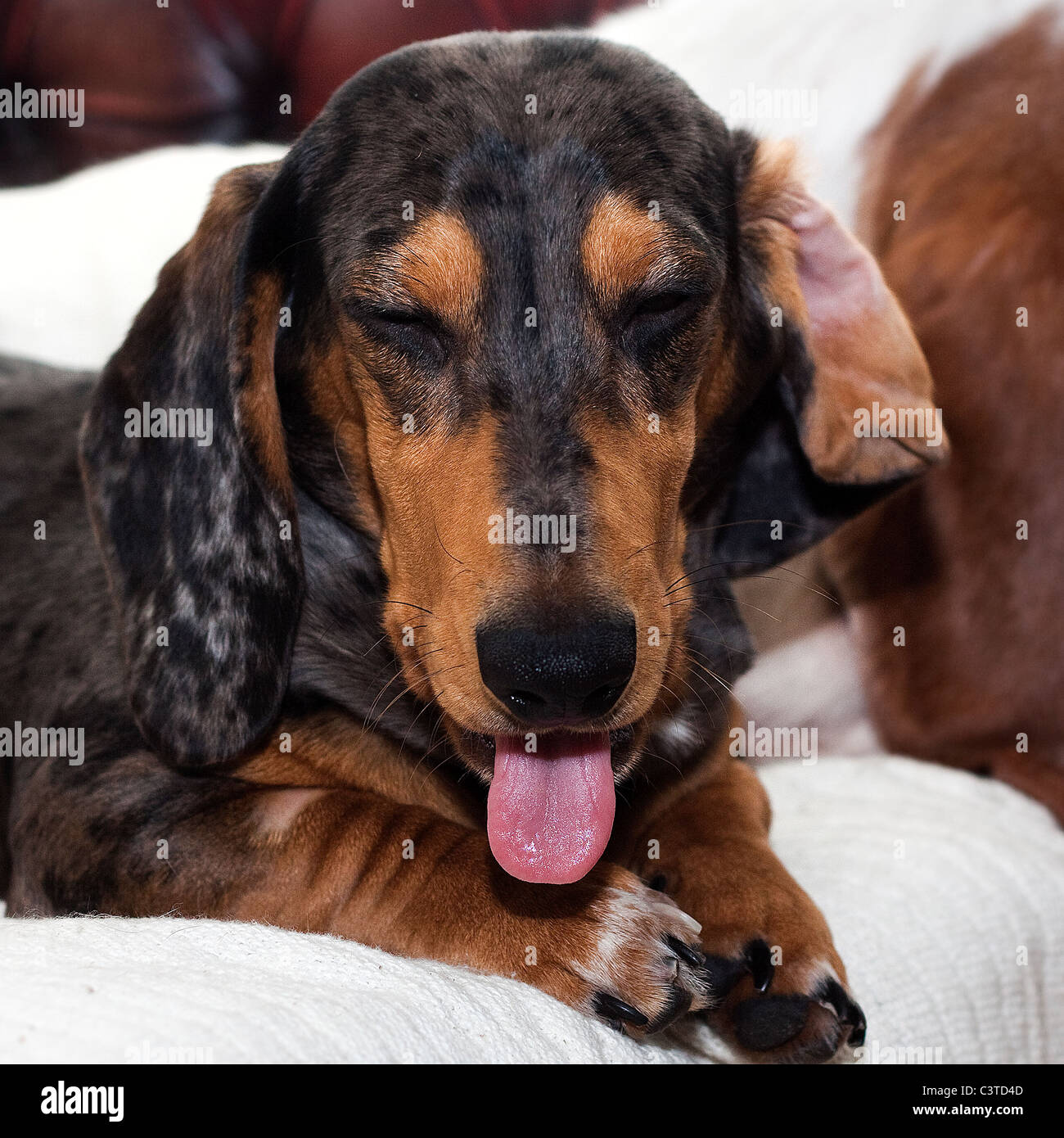 Yawning dachshund puppy hi-res stock photography and images - Alamy