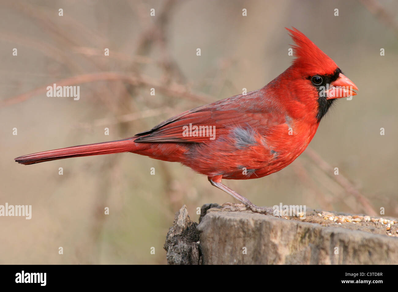 A Red Bird, The Northern Cardinal, Male, Cardinalis cardinalis, Feeding ...