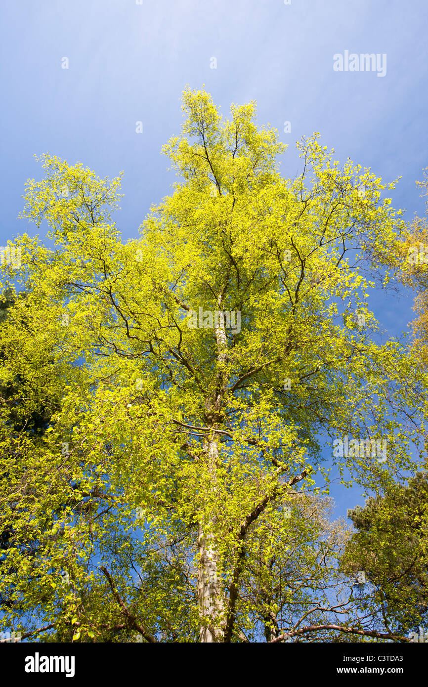 Silver Birch, (Betula pendula) trees in Spring, Ilkley, UK Stock Photo ...