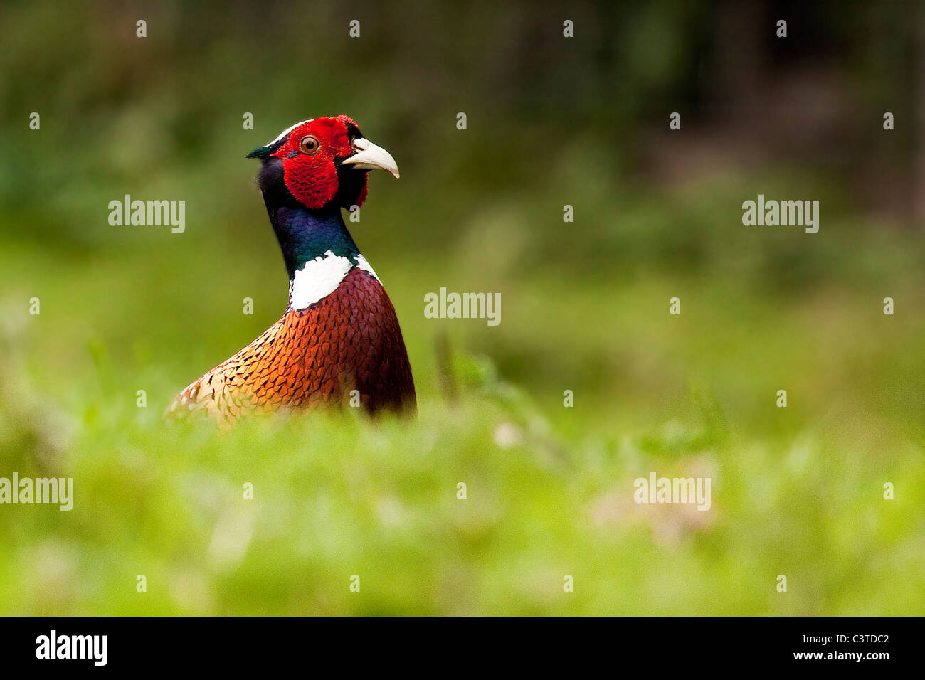Pheasant - Phasianus colchicus Stock Photo - Alamy
