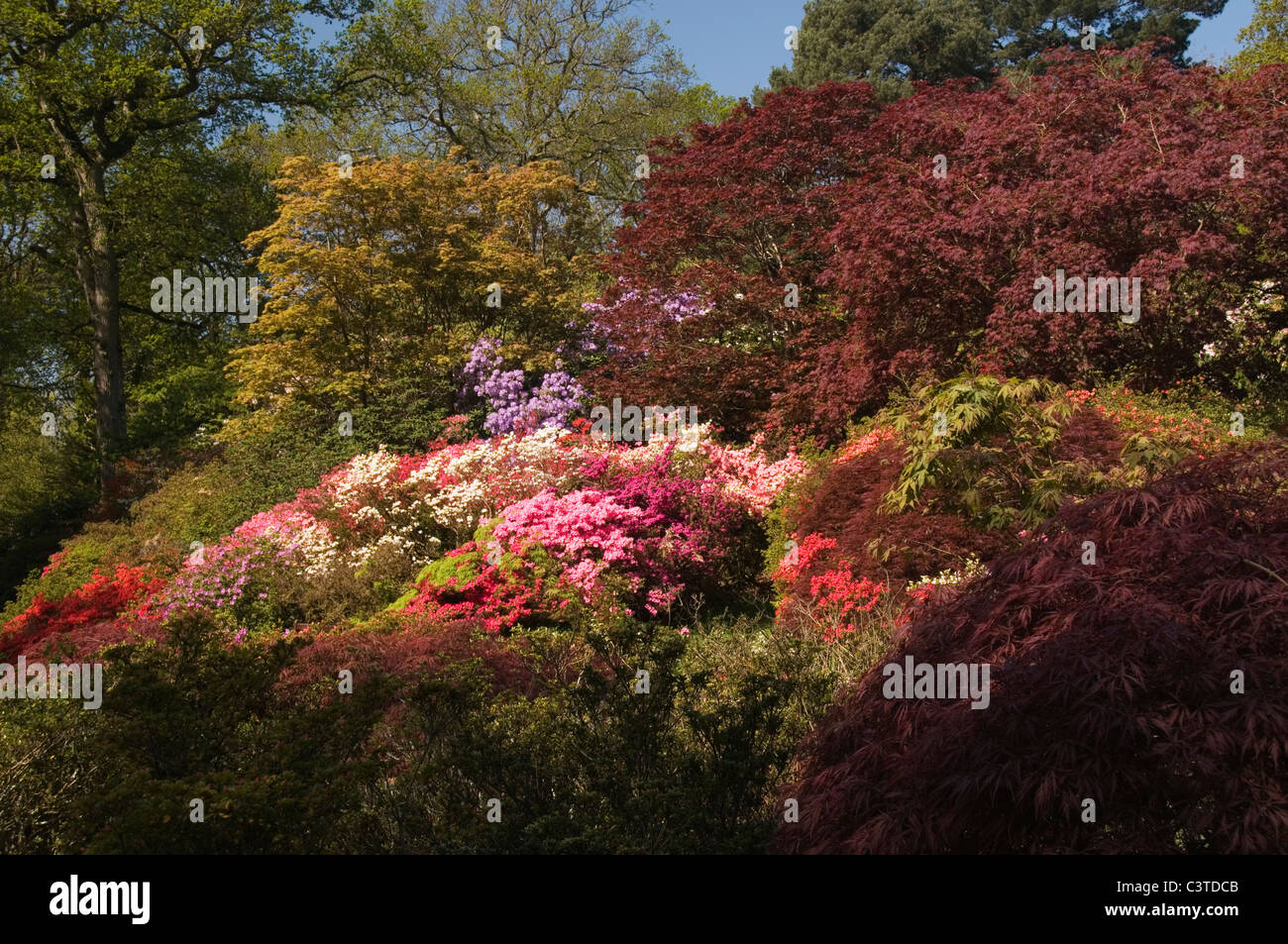 Azalea and Acer at Exbury Gardens The New Forest Hampshire England UK ...