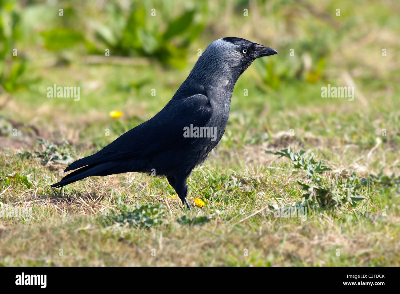 Jackdaw - Corvus monedula Stock Photo - Alamy