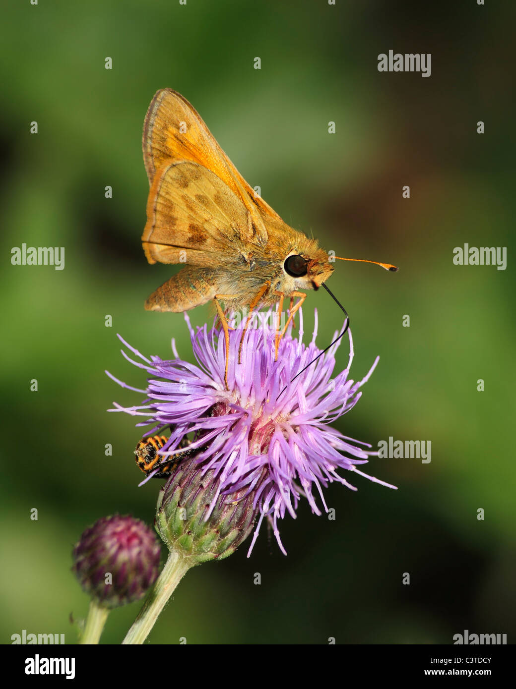 Tiny butterfly hi-res stock photography and images - Alamy