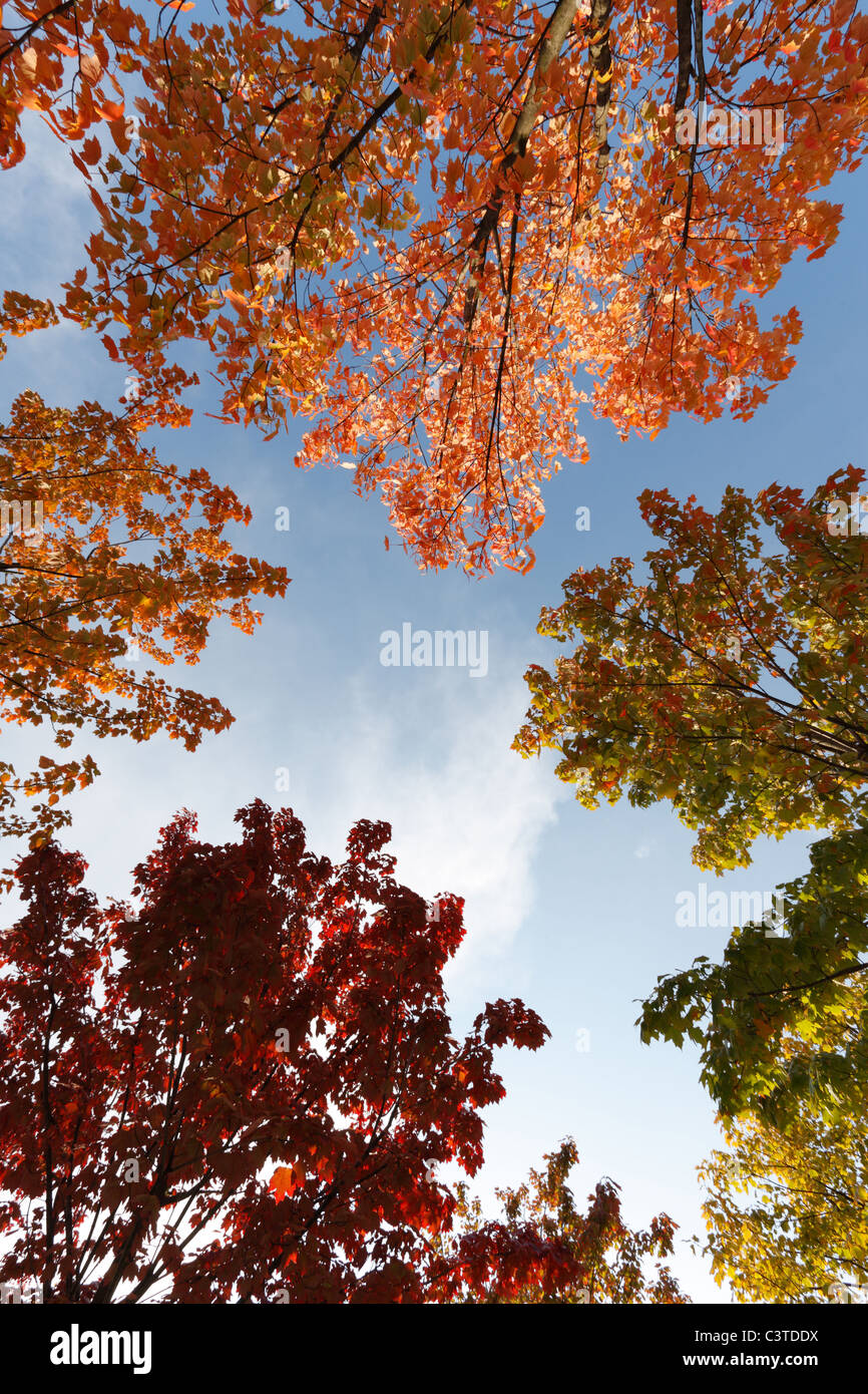 Pin oaks with autumn leaves Stock Photo - Alamy