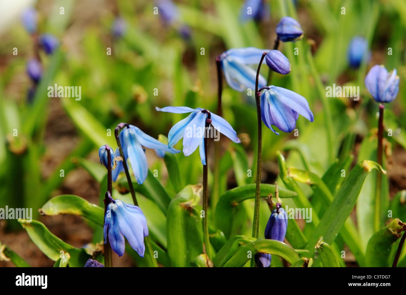 blue flowers in the forest early spring Stock Photo - Alamy