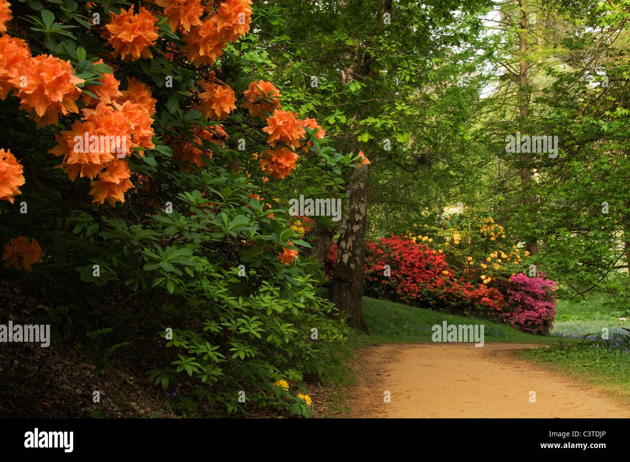 Azalea's growing along side a pathway at Virginia Water Park Surrey ...