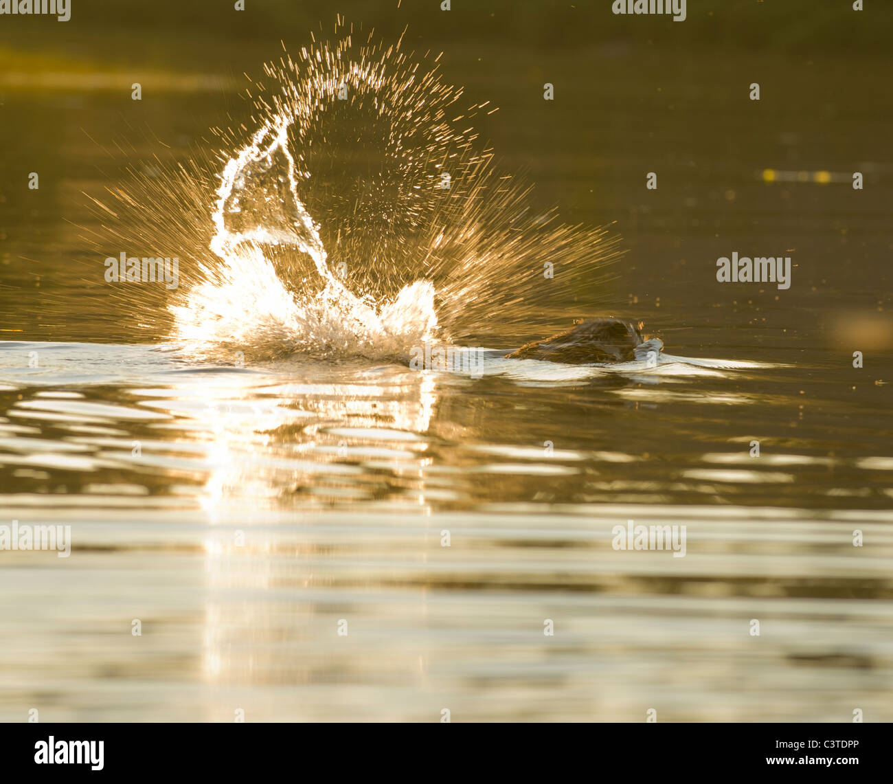Beaver tail hi-res stock photography and images - Alamy
