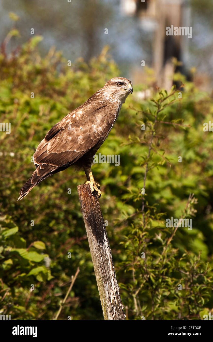 Buzzard uk fence hi-res stock photography and images - Alamy