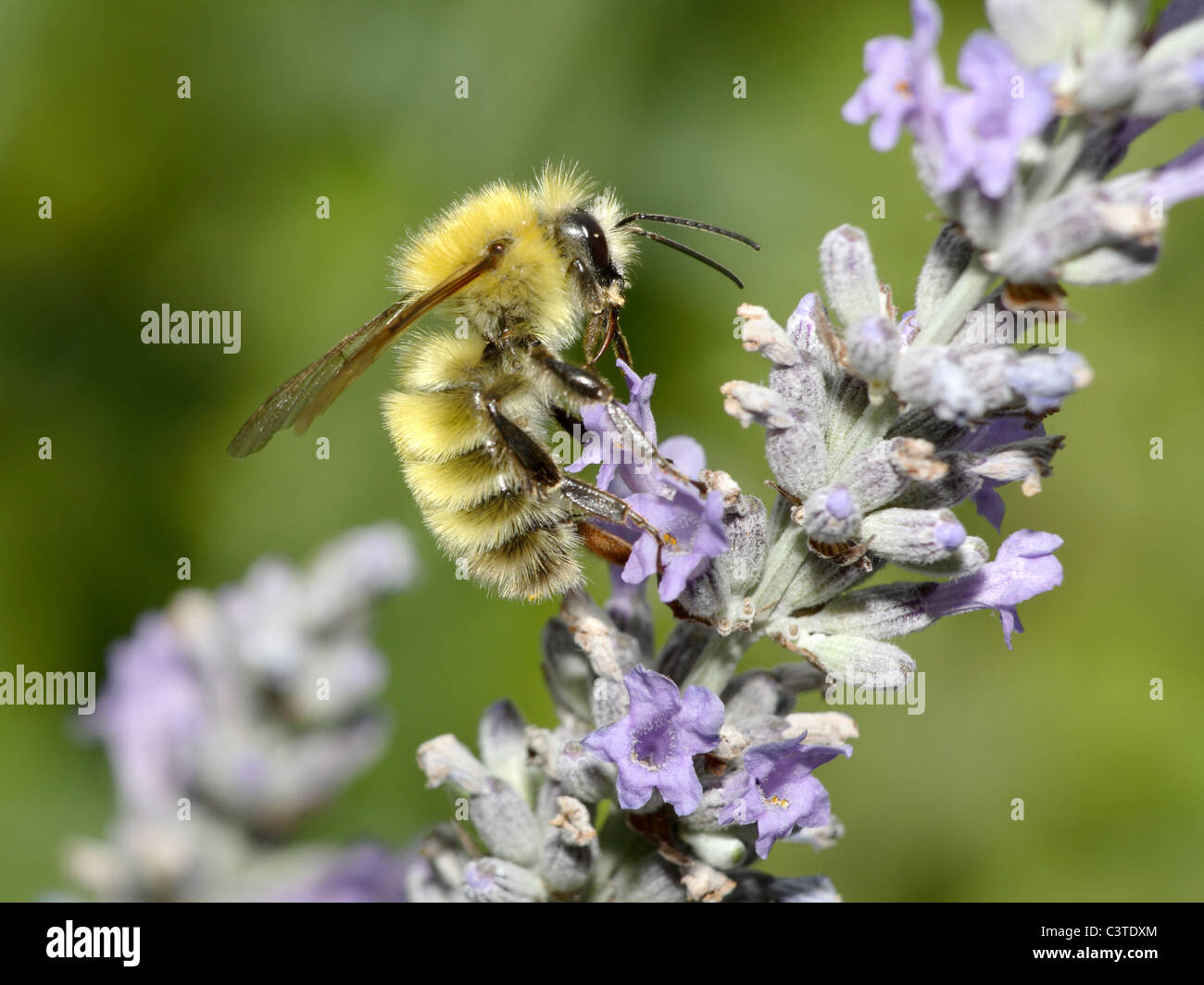 The Common Carder Bumblebee, Bombus pascuorum Stock Photo - Alamy