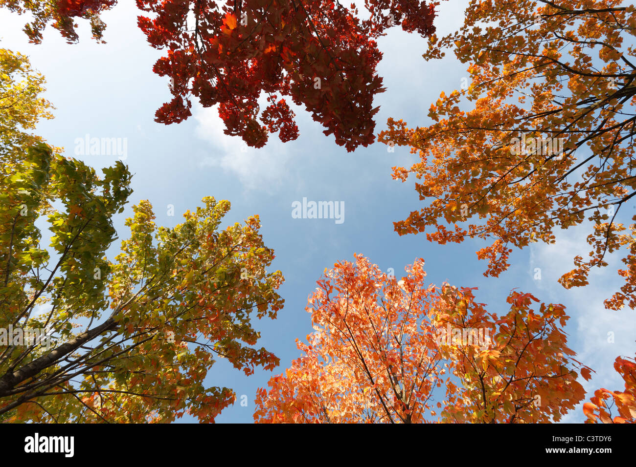 Pin oaks with autumn leaves Stock Photo - Alamy