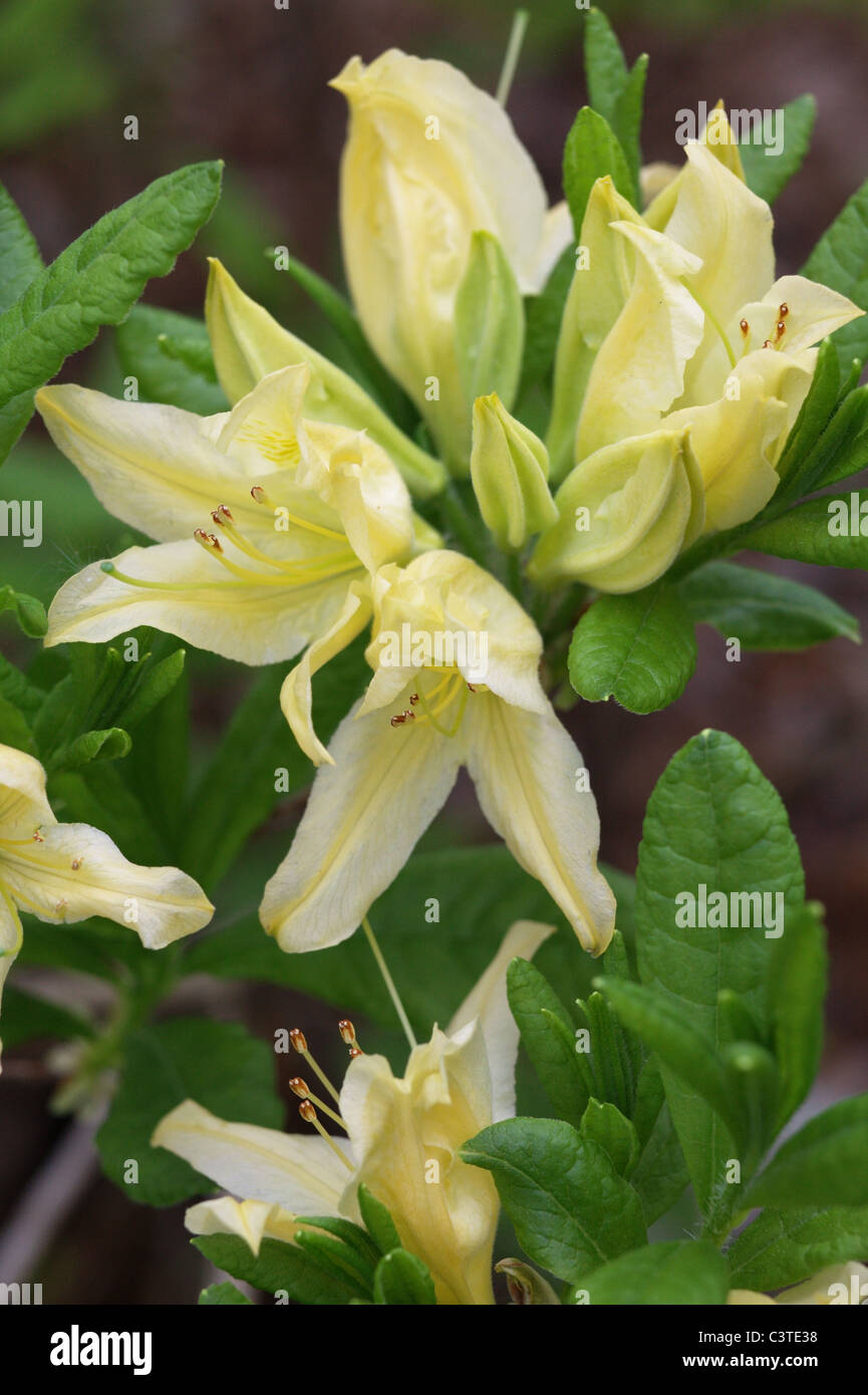 Yellow azalea flowers close hi-res stock photography and images - Alamy