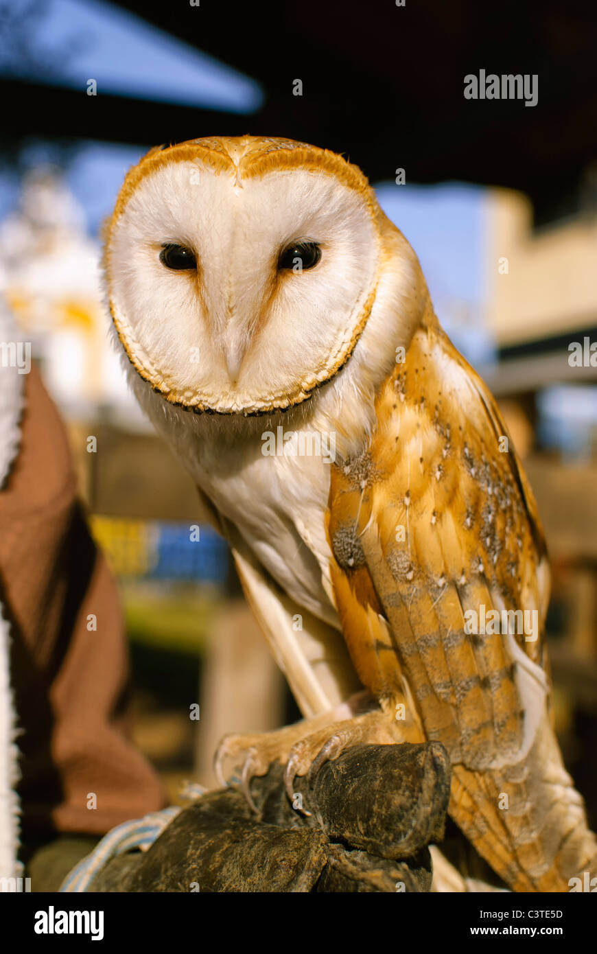 Eagle Owl - portrait. (captive bird Stock Photo - Alamy