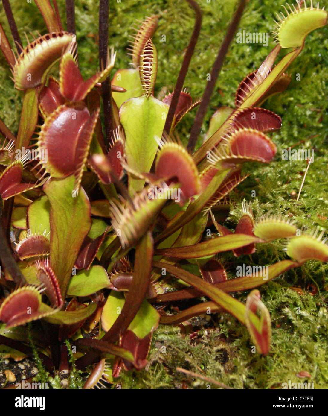 Venus Fly Trap - Royal Red Stock Photo - Alamy