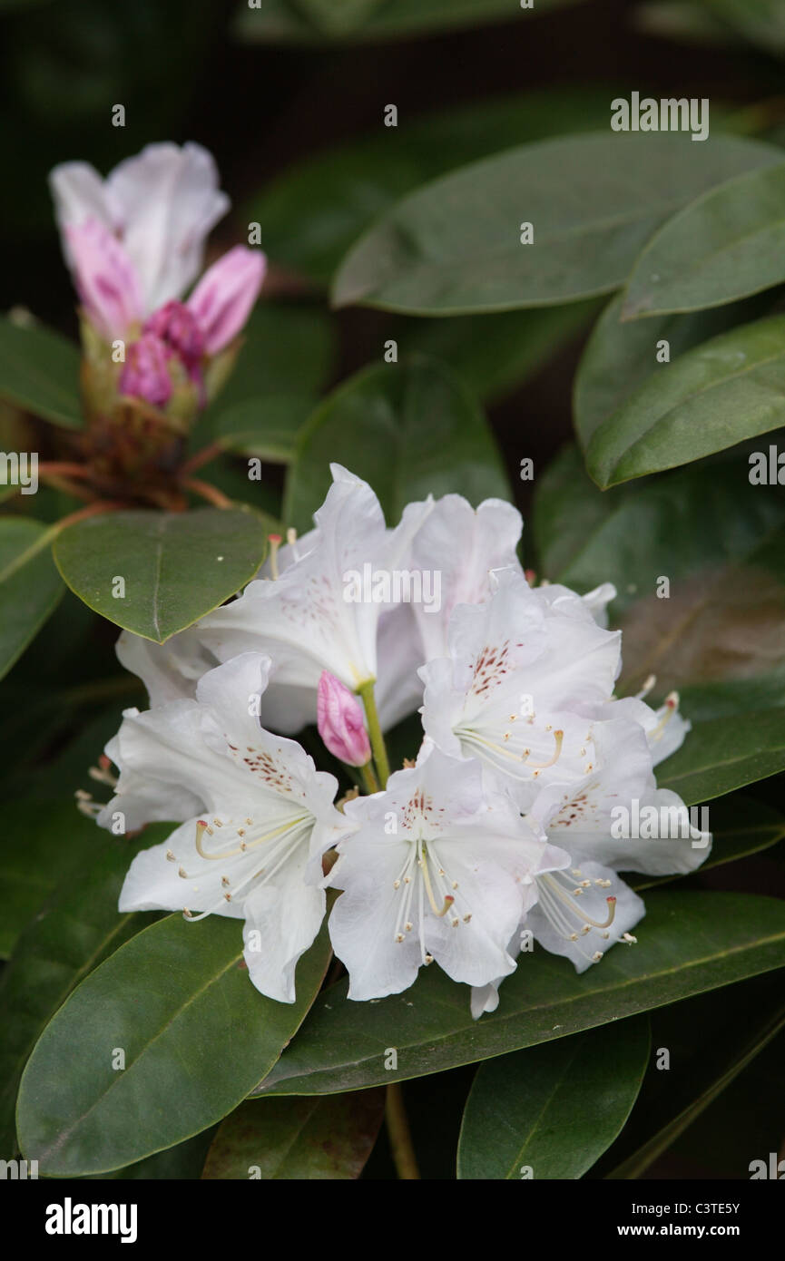 Pink colored rhododendron flowers hi-res stock photography and images ...