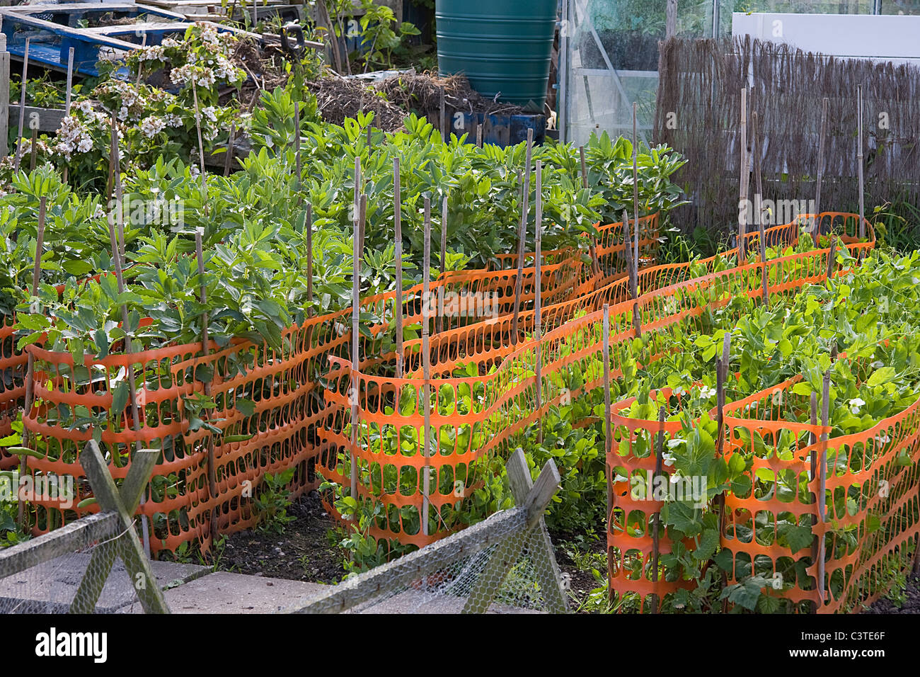Allotment growing vegetables hi-res stock photography and images - Alamy