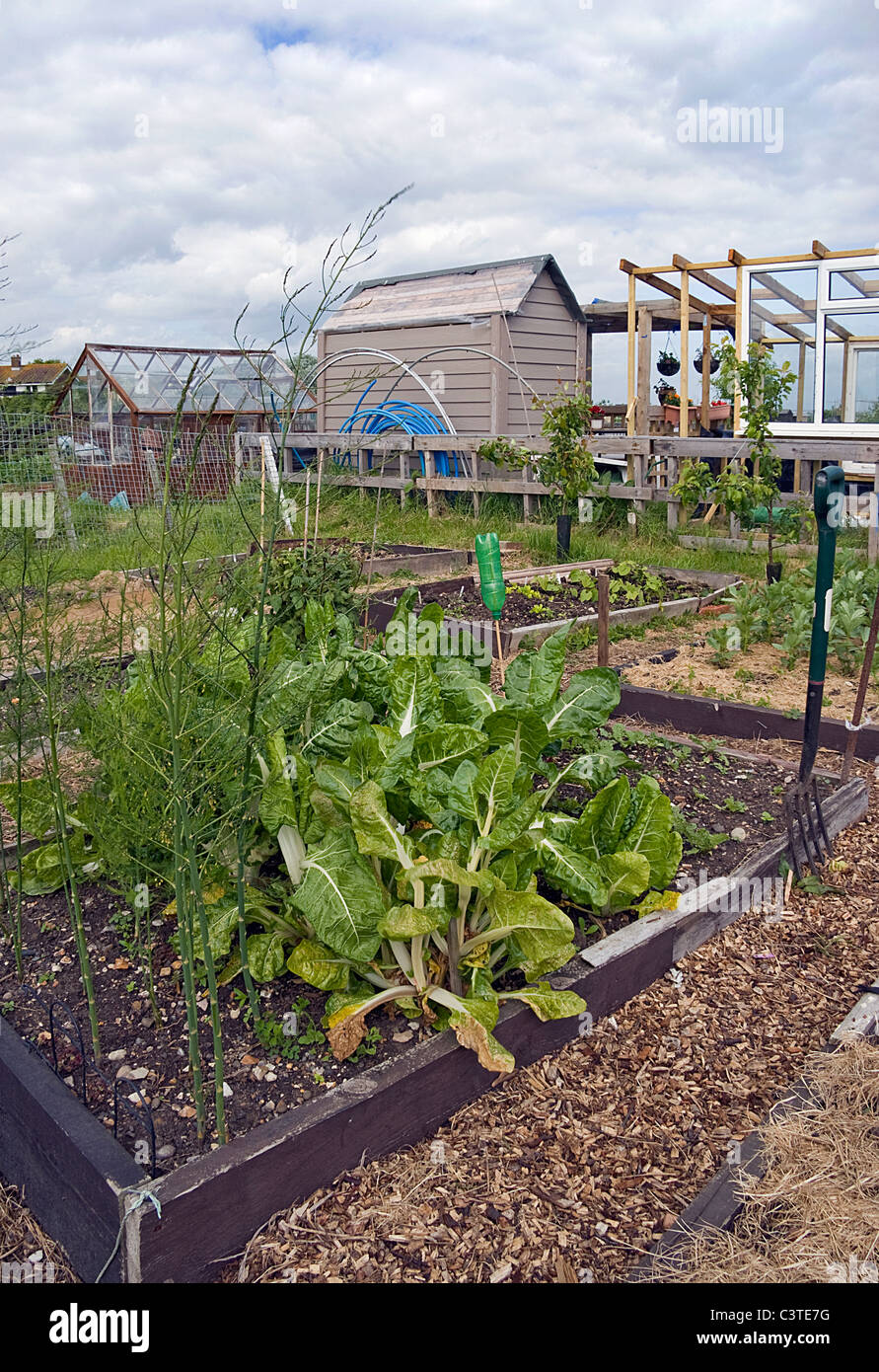 Allotment raised beds hi-res stock photography and images - Alamy