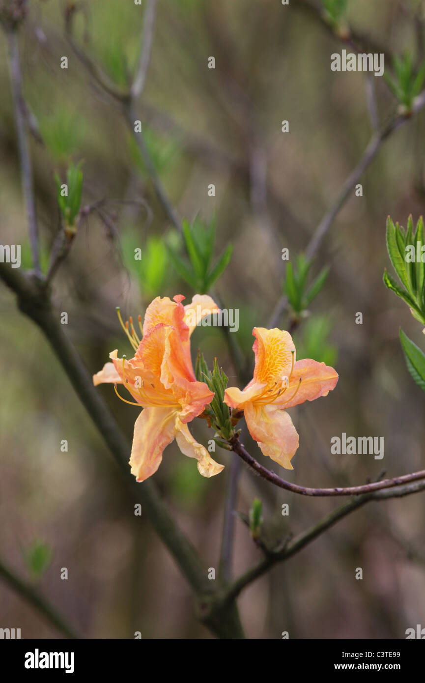 Azalia flowers hi-res stock photography and images - Alamy