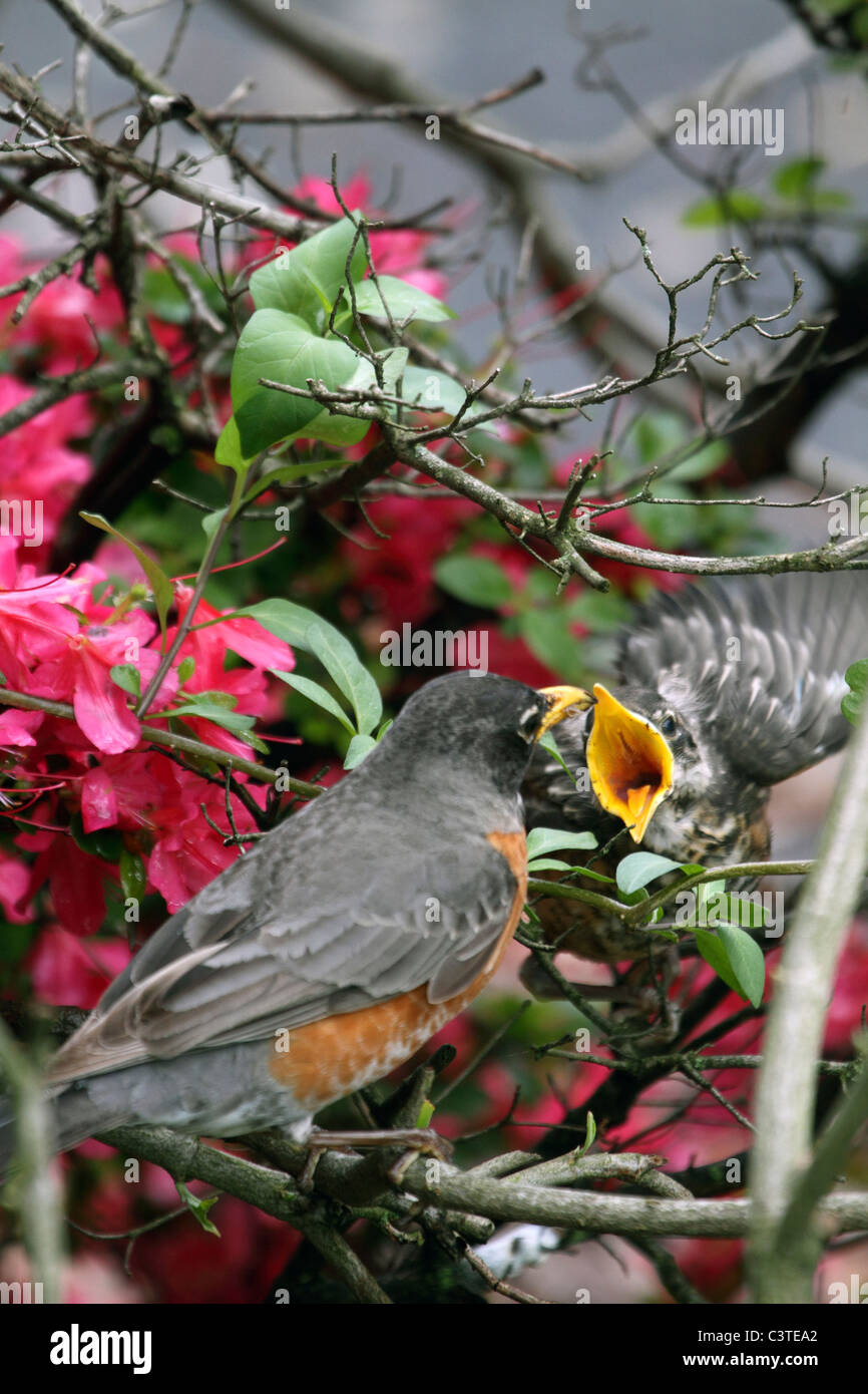 American robin north american robin turdus migratorius usa hi-res stock ...