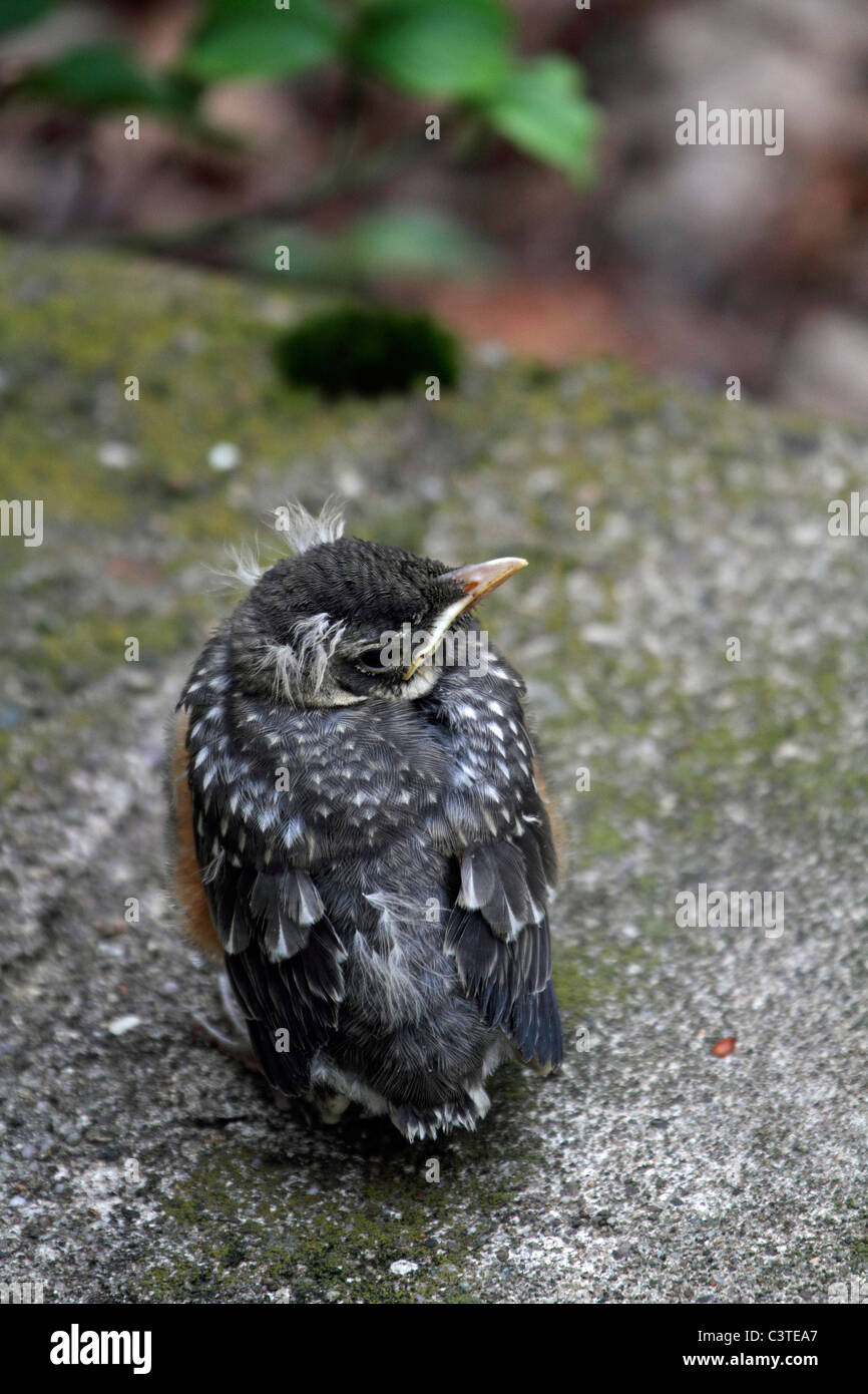 An American Robin fledgling, Turdus migratorius. Passaic, New Jersey ...