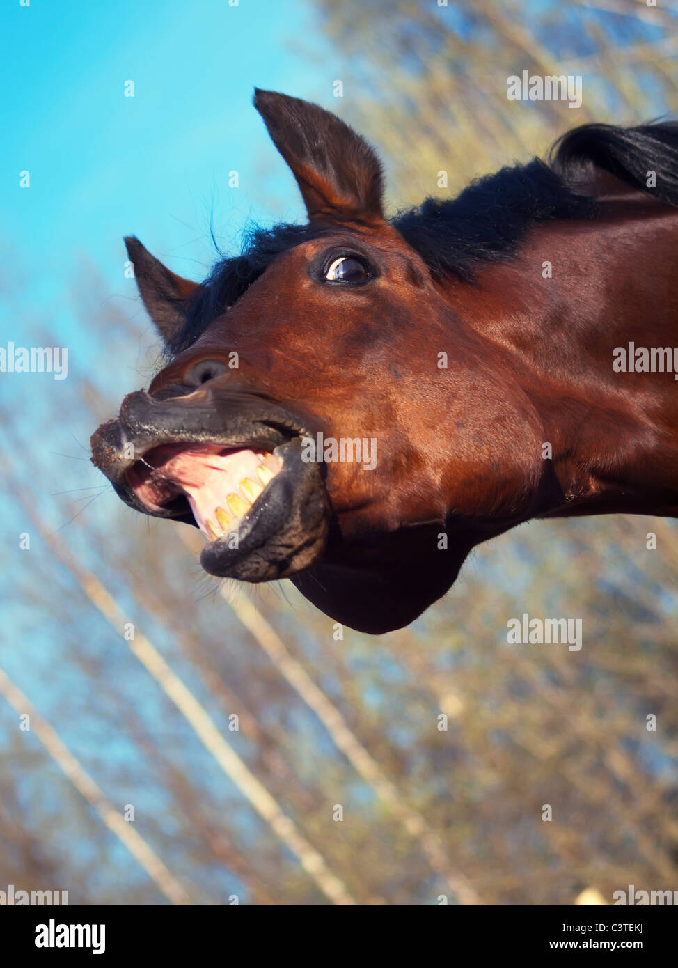 Horse sense hi-res stock photography and images - Alamy