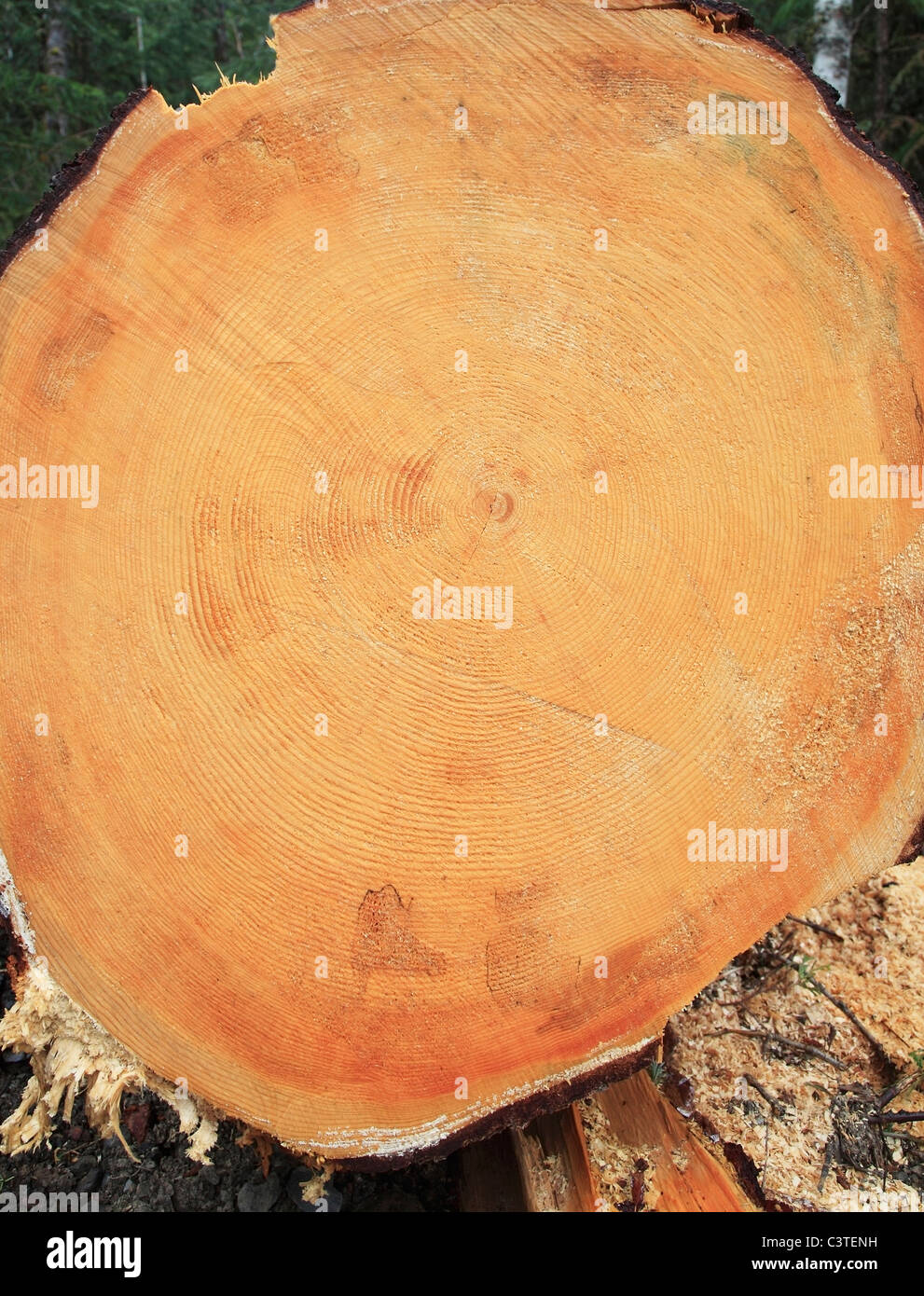 Growth rings on butt end of large log in logging clear cut, near Oliver ...