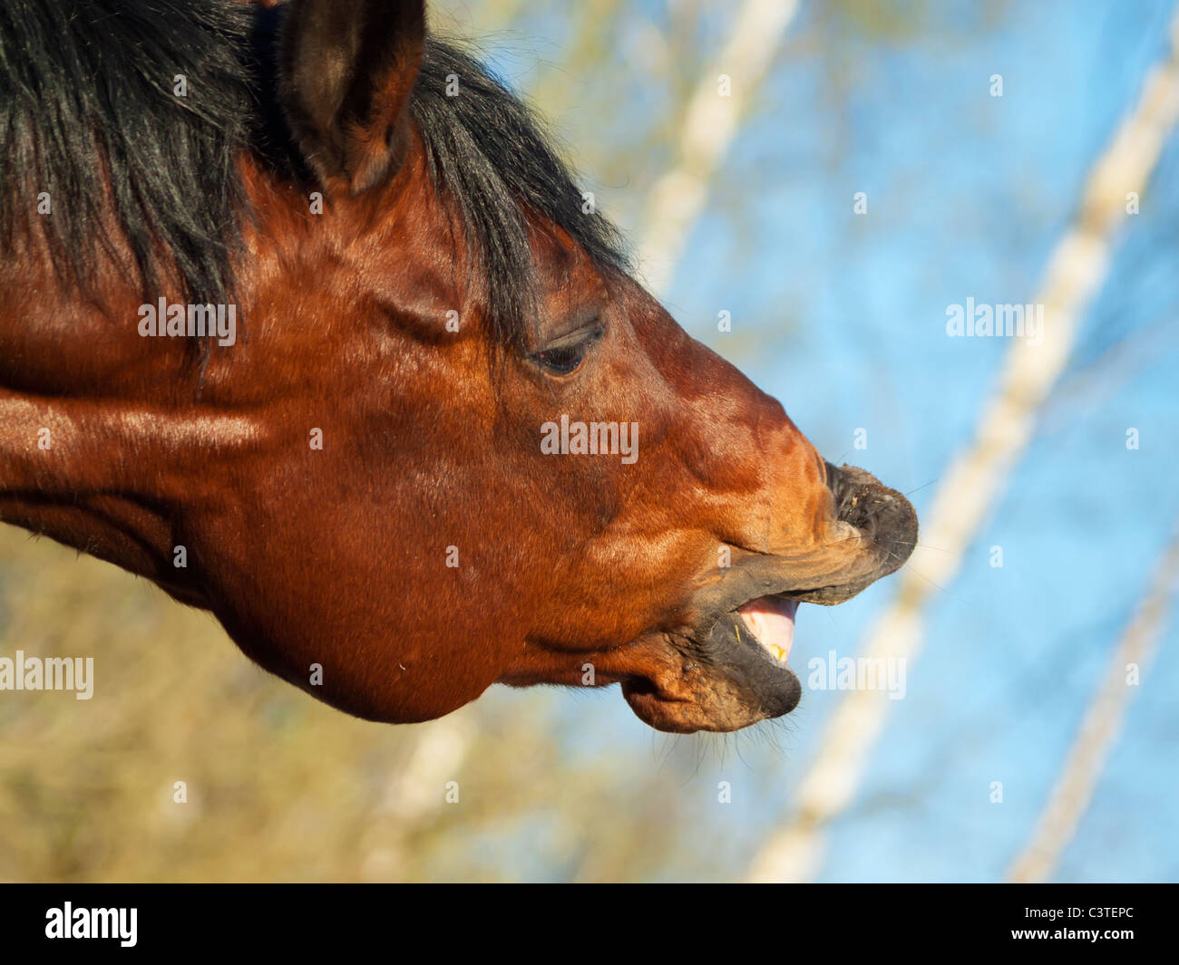 Horse sense hi-res stock photography and images - Alamy