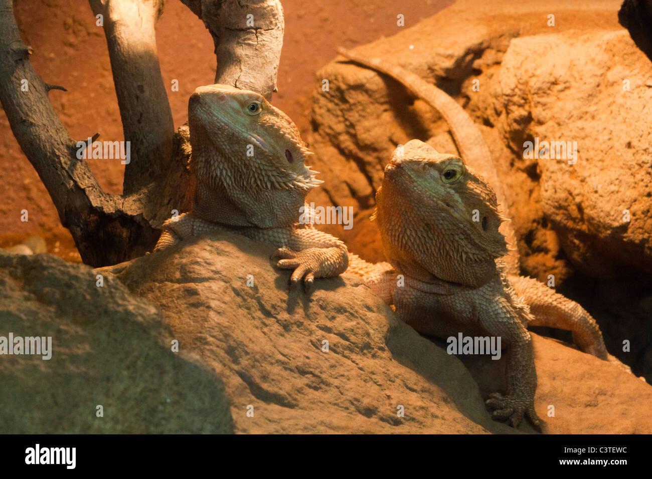 Agamid lizard lizards zoo hi-res stock photography and images - Alamy