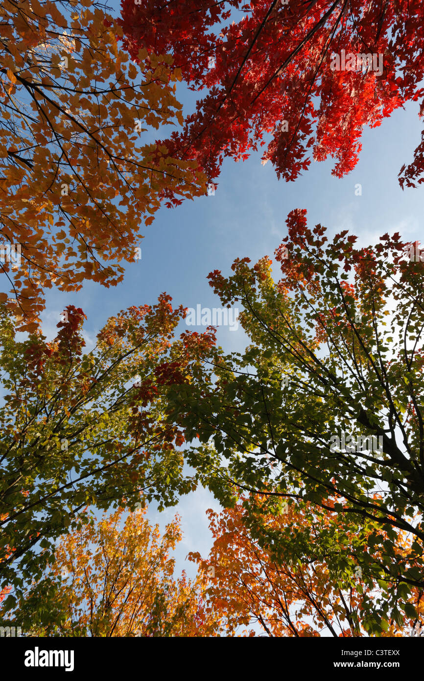 Pin tops hi-res stock photography and images - Alamy