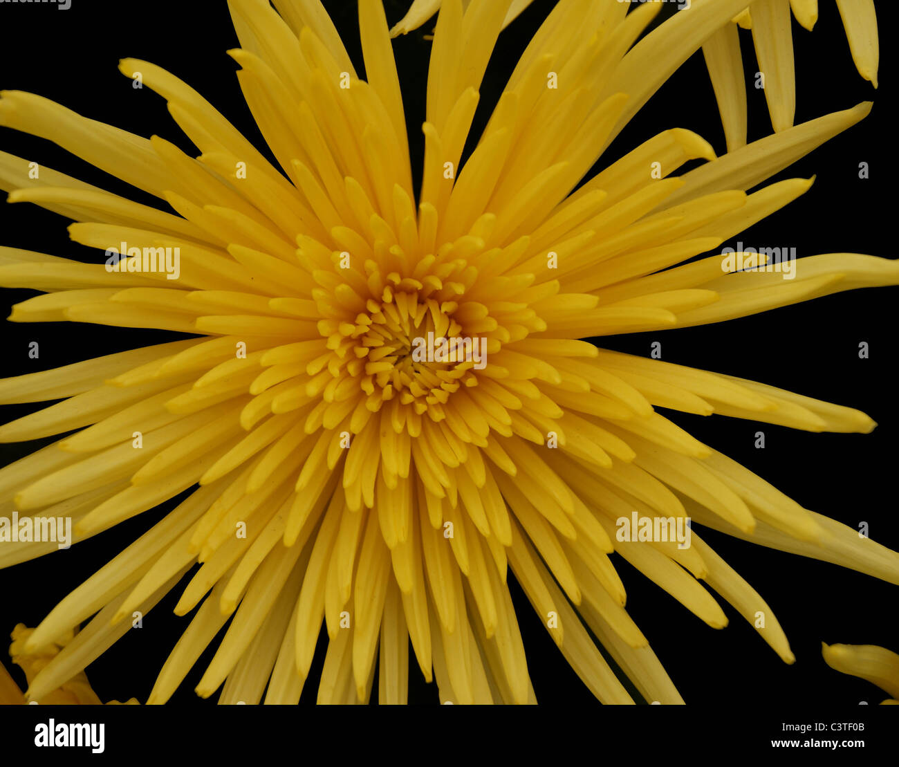 Anastasia flower hi-res stock photography and images - Alamy