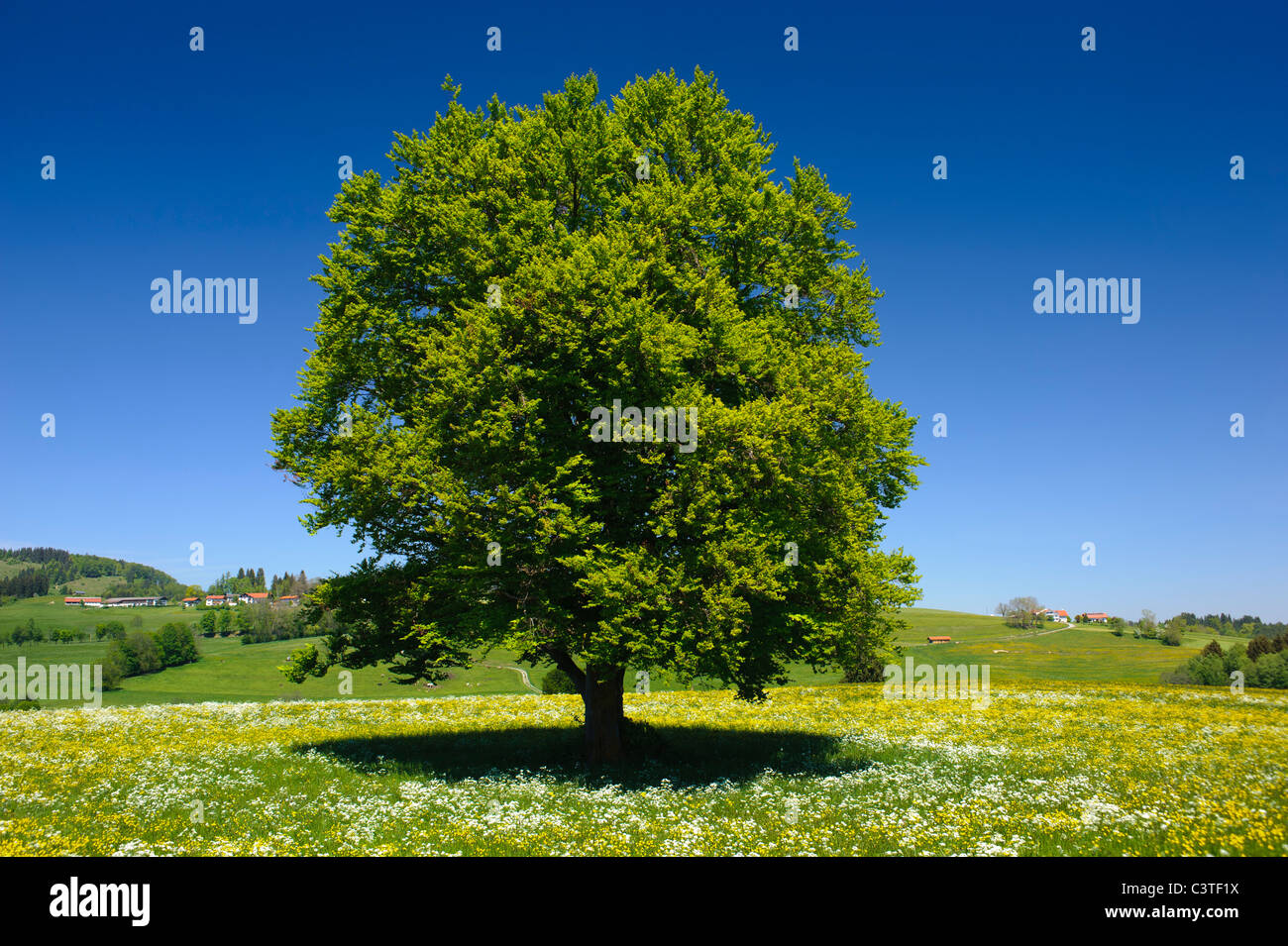 single beech tree in springtime at meadow Stock Photo - Alamy