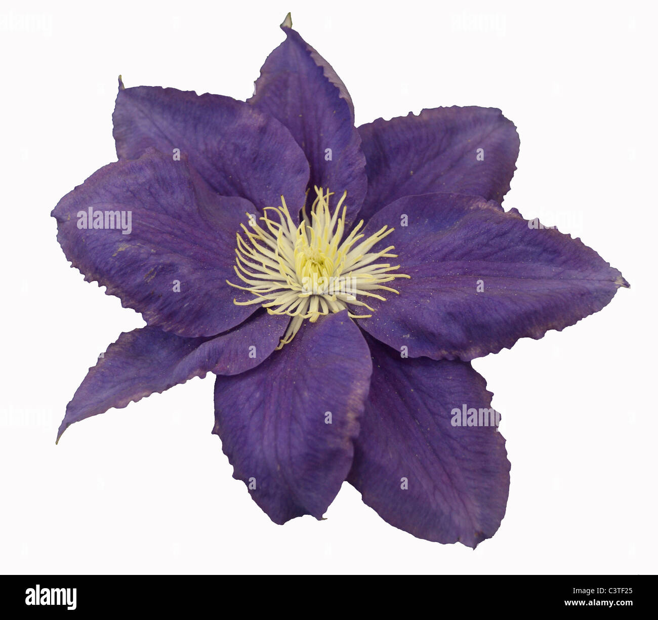 Clematis Stock Photos & Clematis Stock Images - Alamy