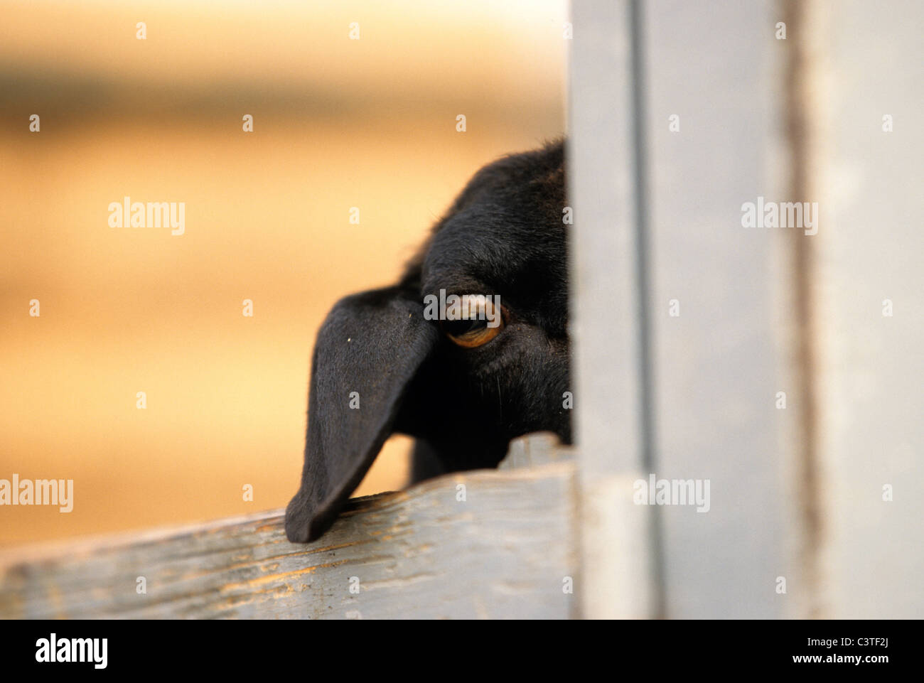 A goat looking out from behind a fence Stock Photo - Alamy