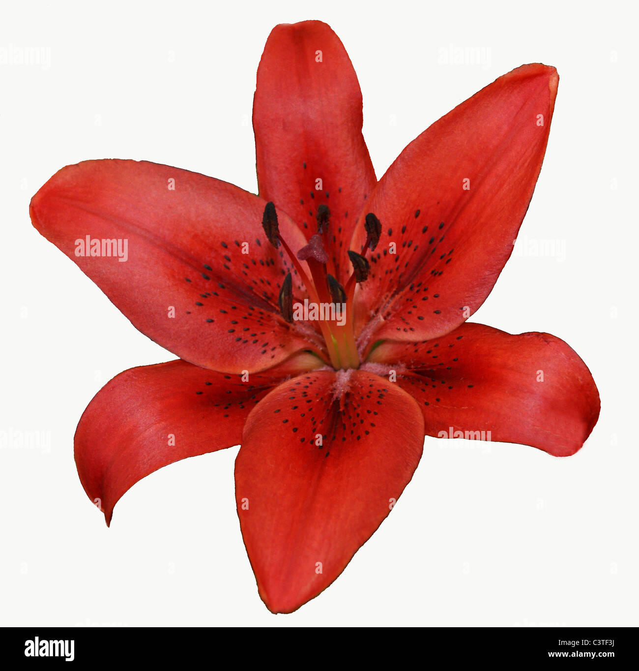 Original flower hi-res stock photography and images - Alamy