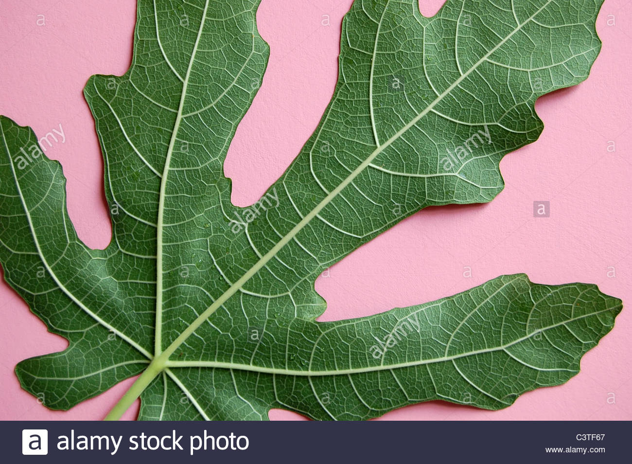 Fig Leaf Shape Stock Photos & Fig Leaf Shape Stock Images - Alamy