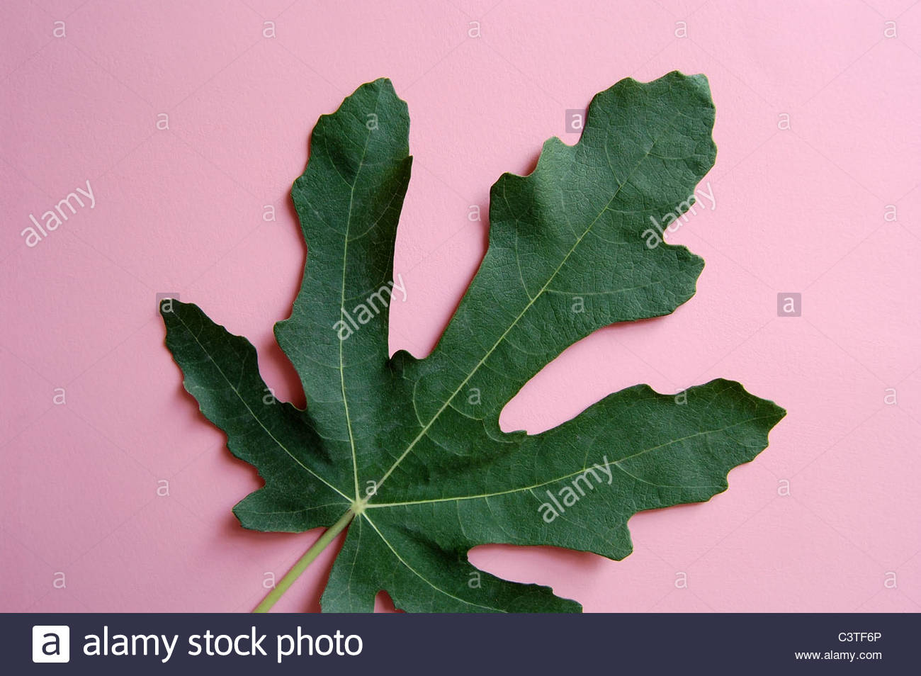 Fig Leaf Shape Stock Photos & Fig Leaf Shape Stock Images - Alamy