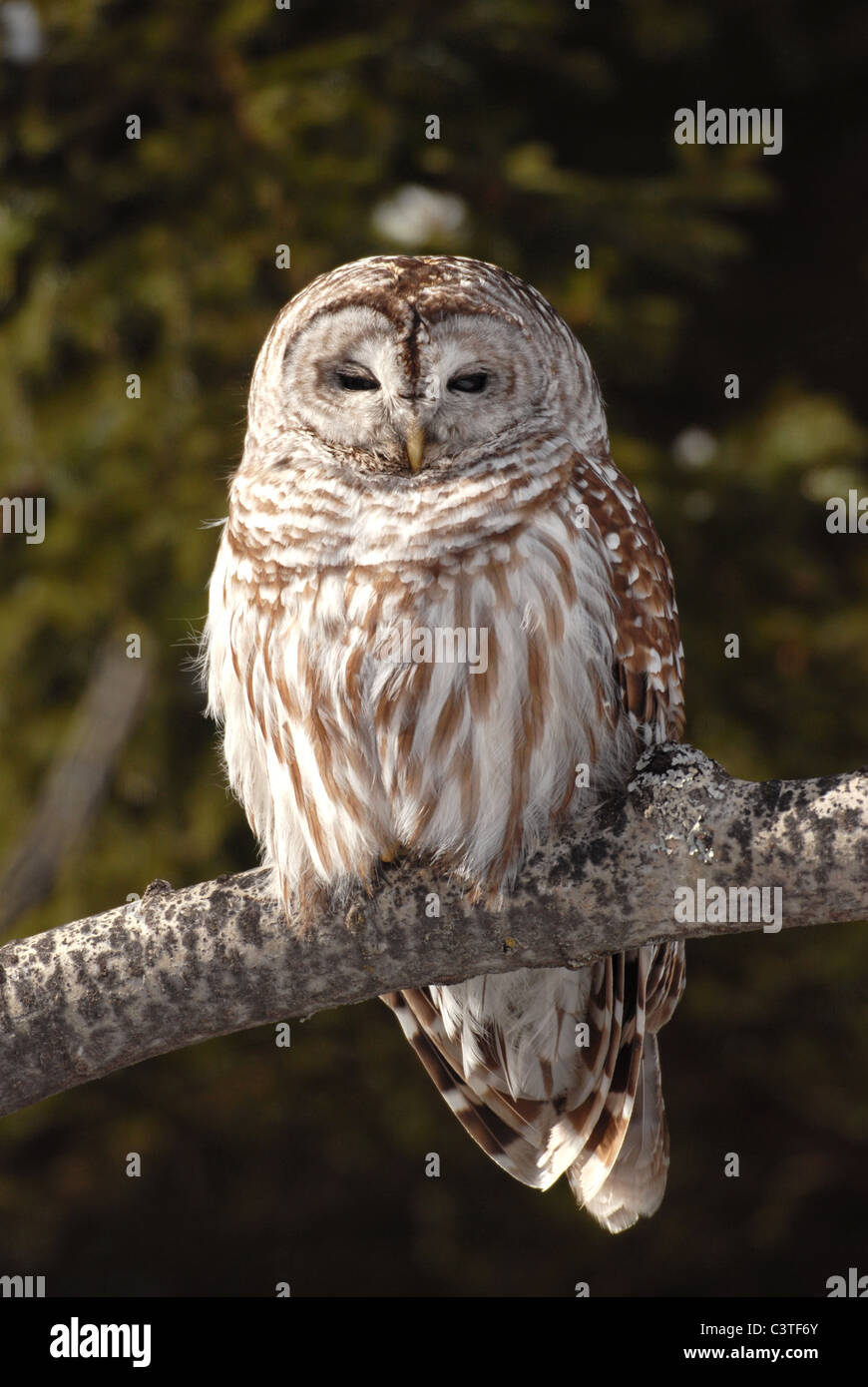 Vermont And Birds High Resolution Stock Photography and Images - Alamy