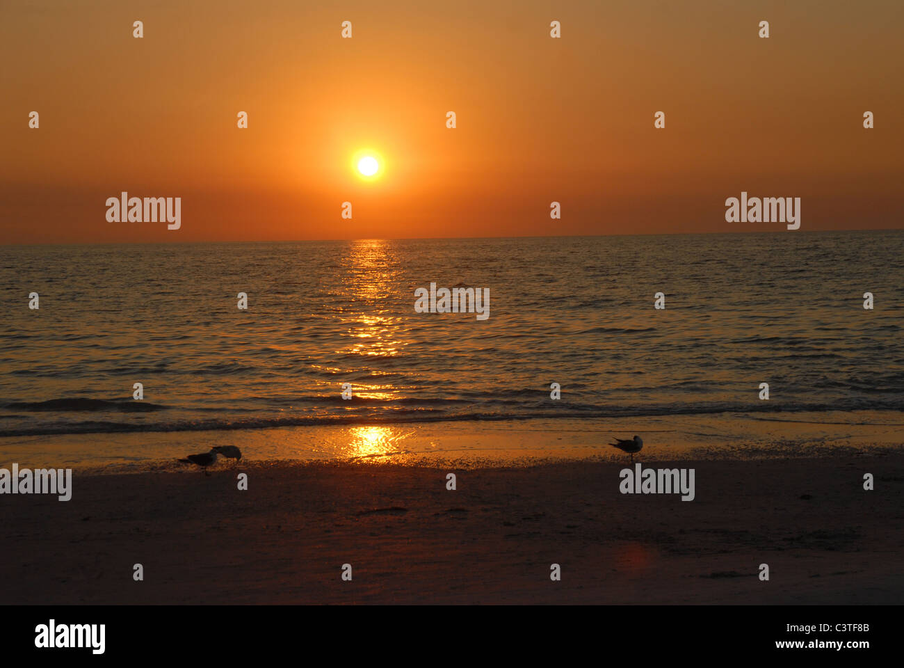 Shore birds hi-res stock photography and images - Alamy