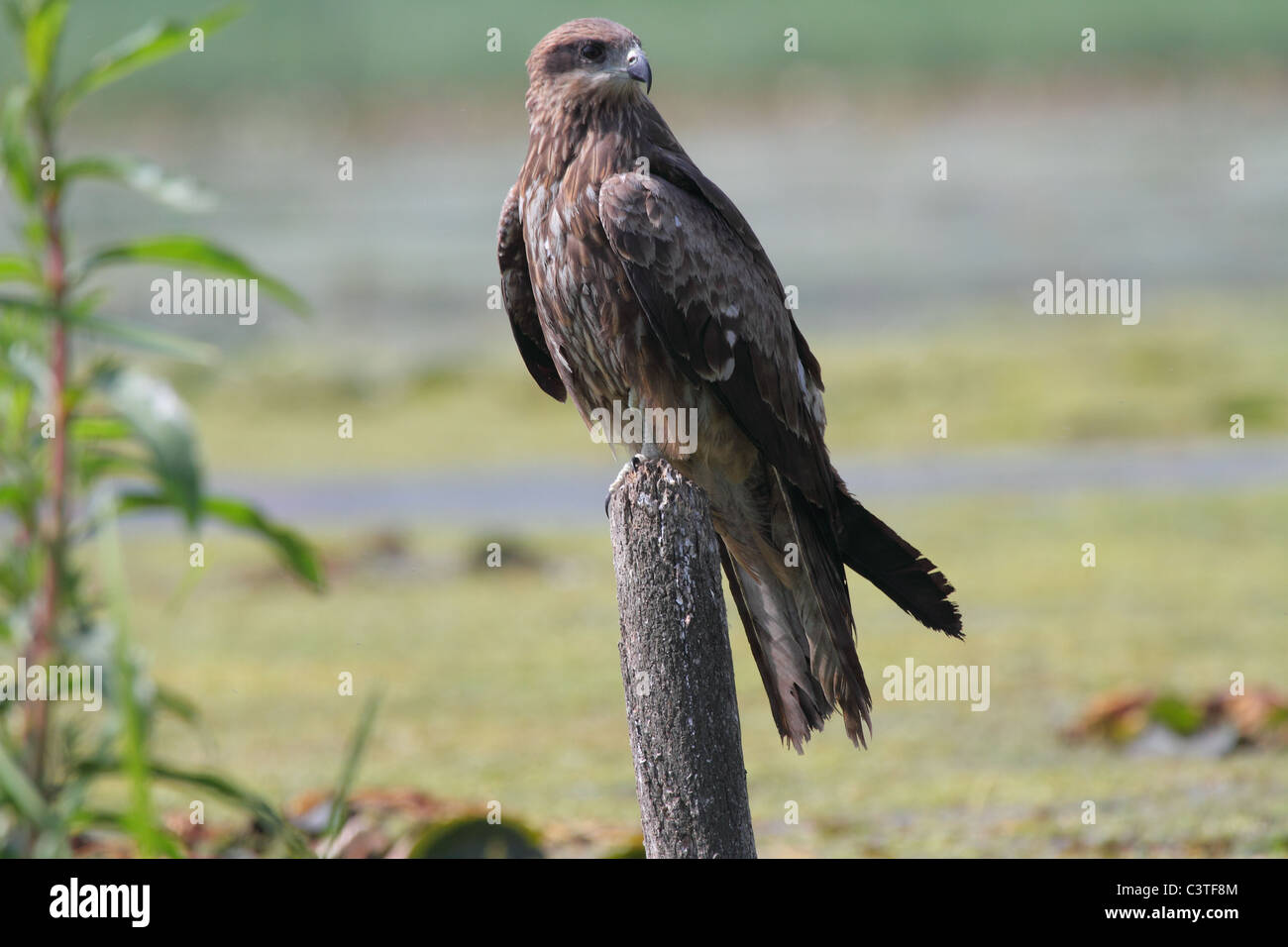 Detailed kite hi-res stock photography and images - Alamy
