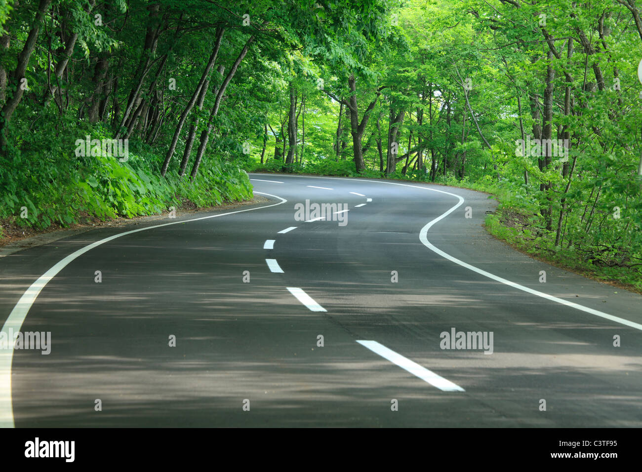 Art road in forest hi-res stock photography and images - Alamy
