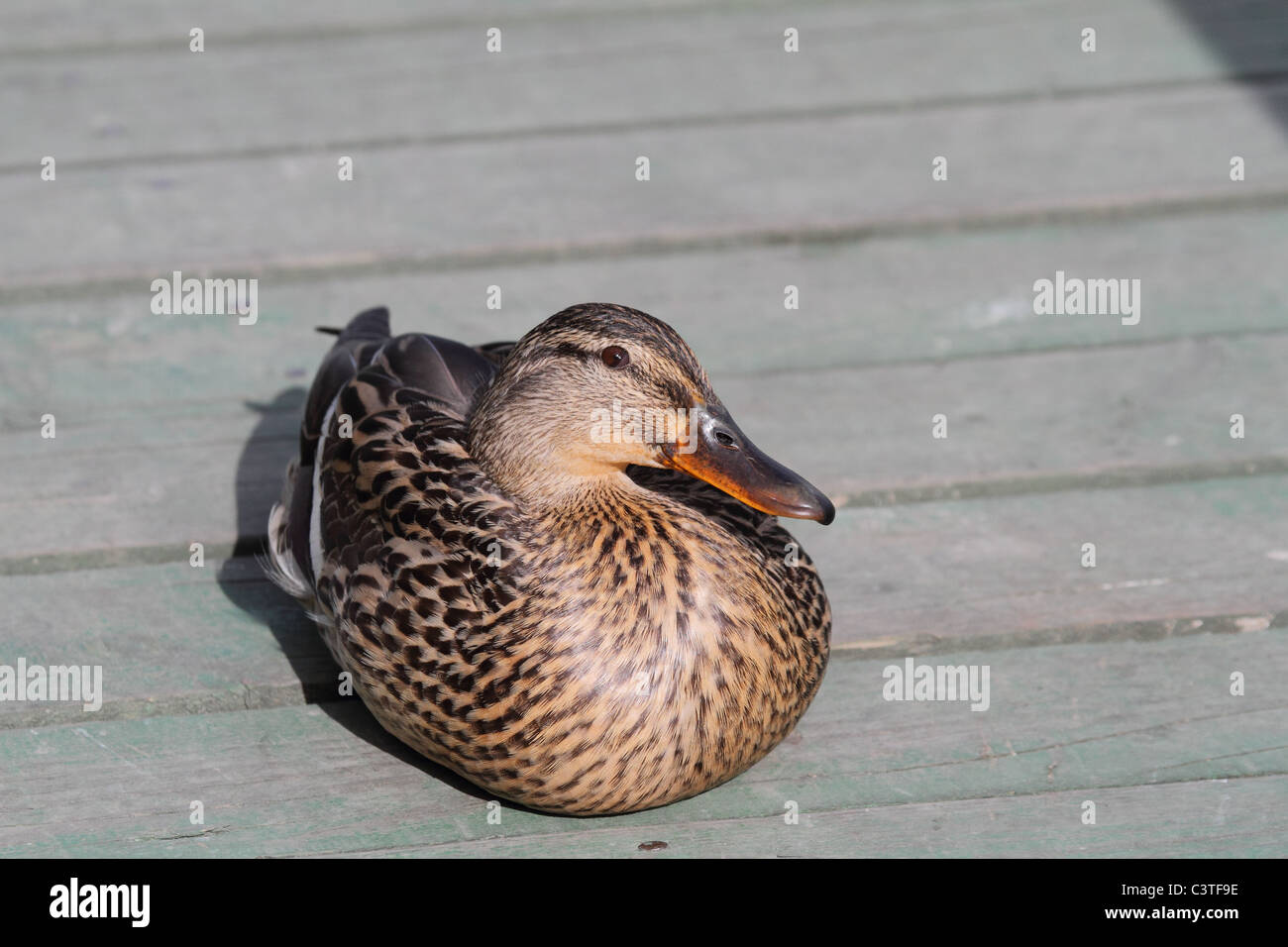 Female mallard close up hi-res stock photography and images - Alamy