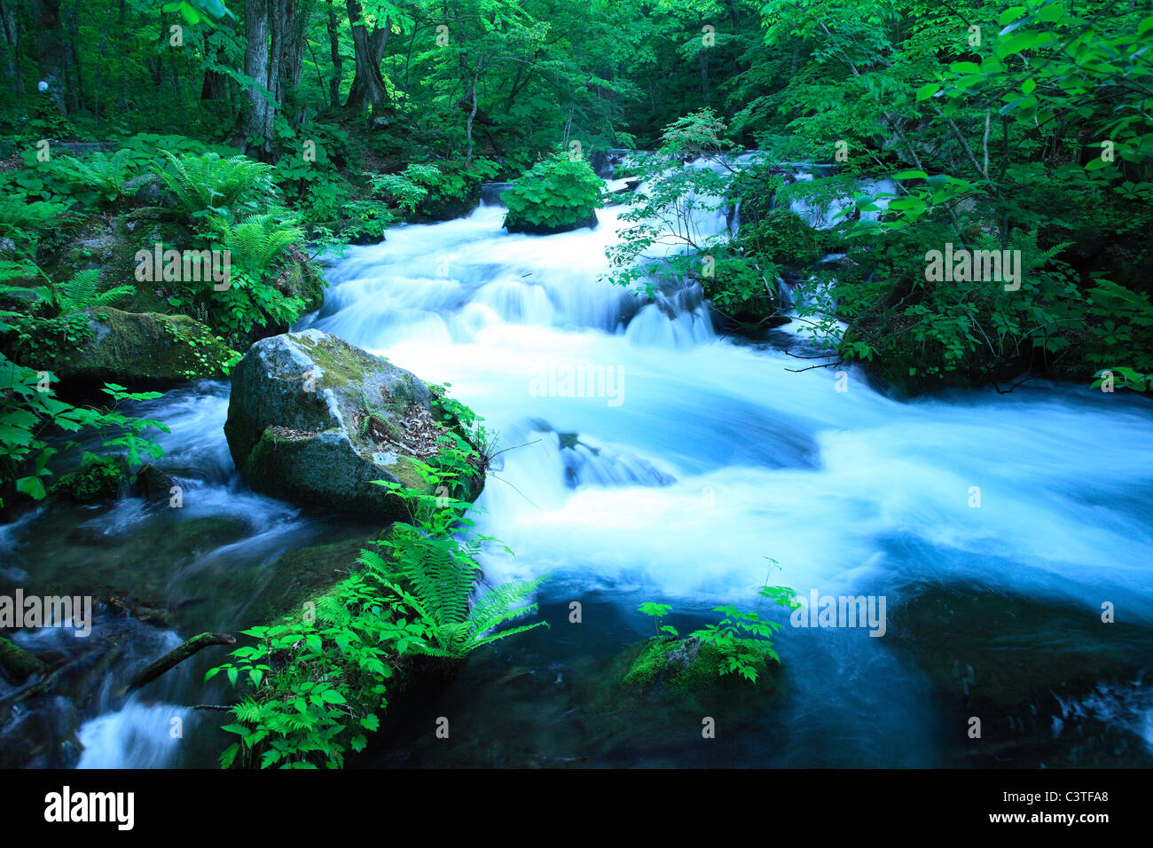 water spring in forest Stock Photo - Alamy