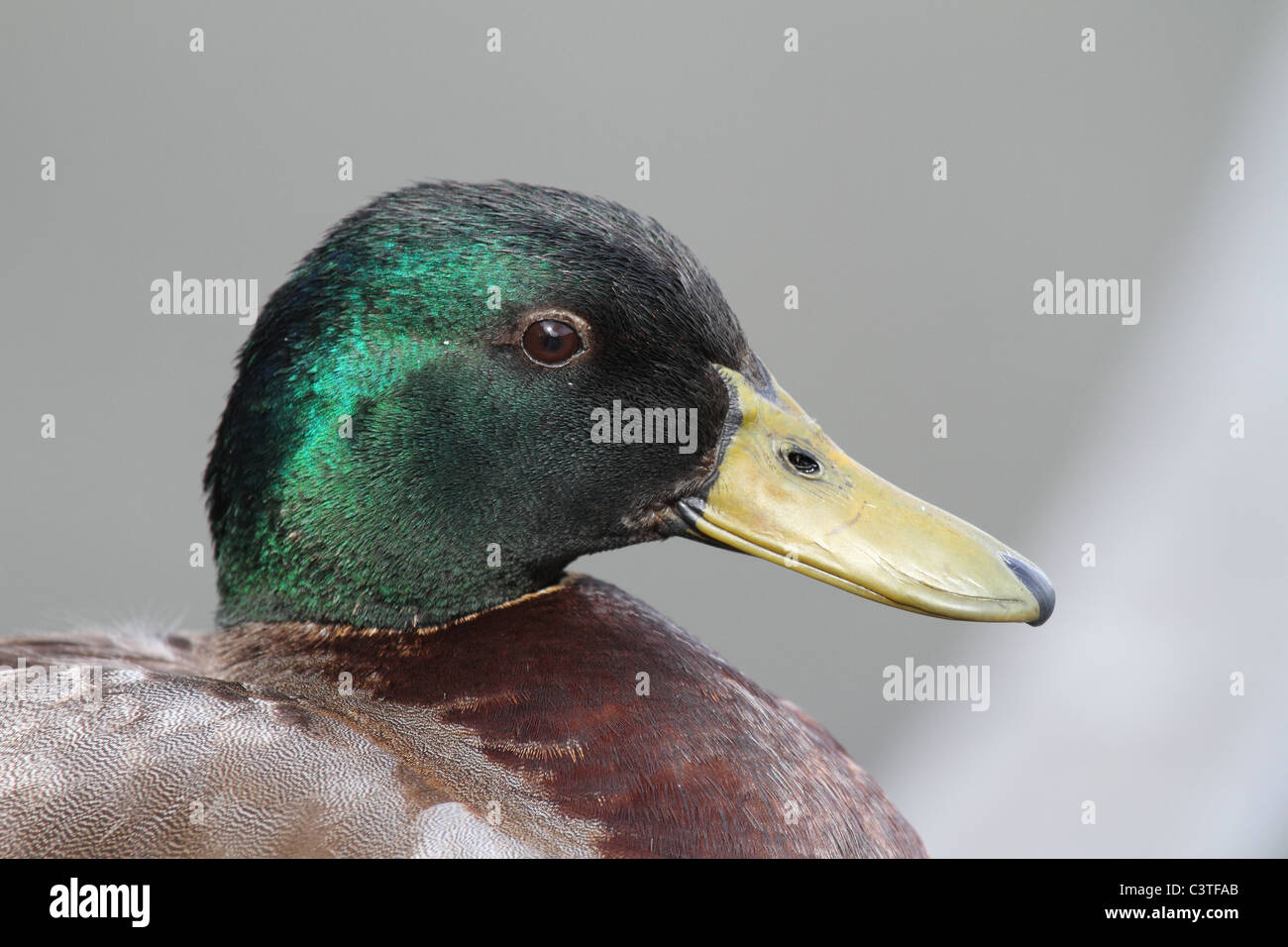 mallard close up portrait Stock Photo - Alamy
