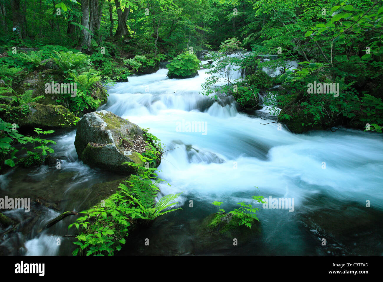 water spring in forest Stock Photo - Alamy