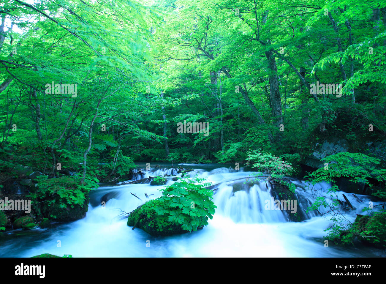 water spring in forest Stock Photo - Alamy