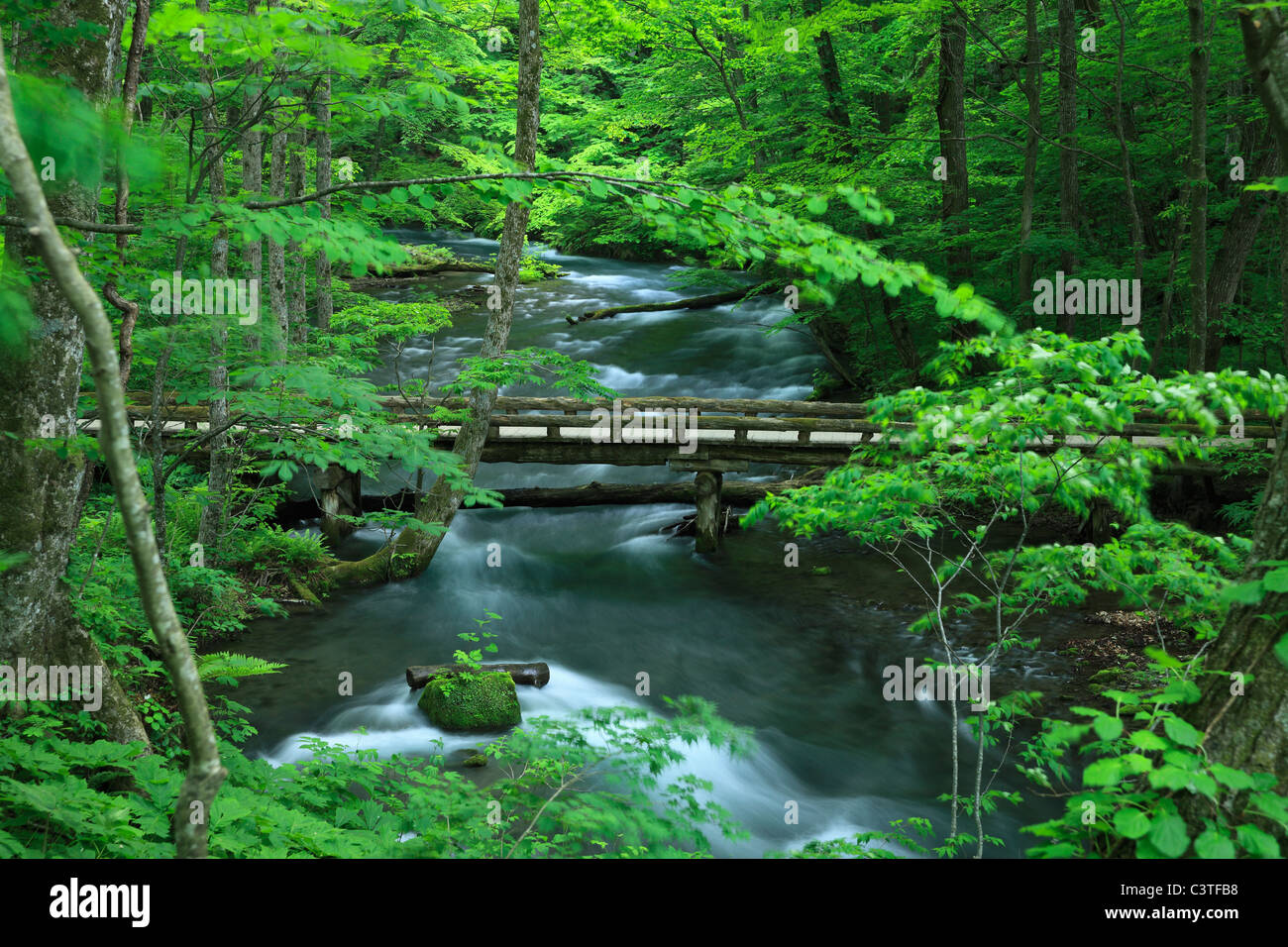 water spring in forest Stock Photo - Alamy