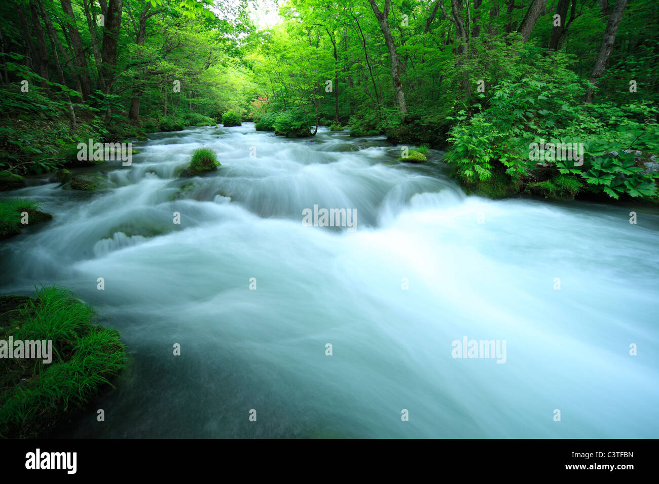 water spring in forest Stock Photo - Alamy