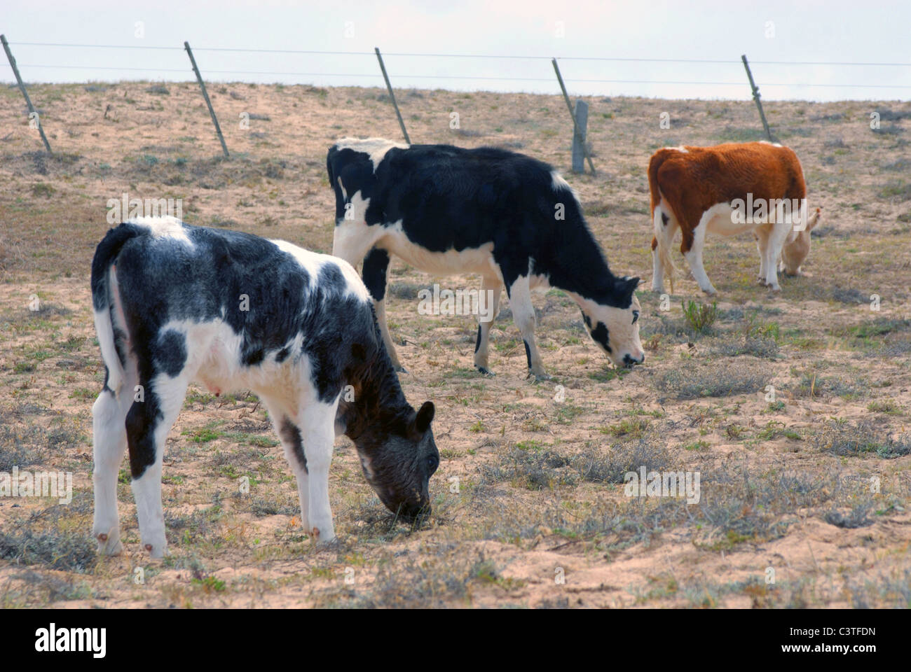 Three calves grazing near a fence Stock Photo - Alamy