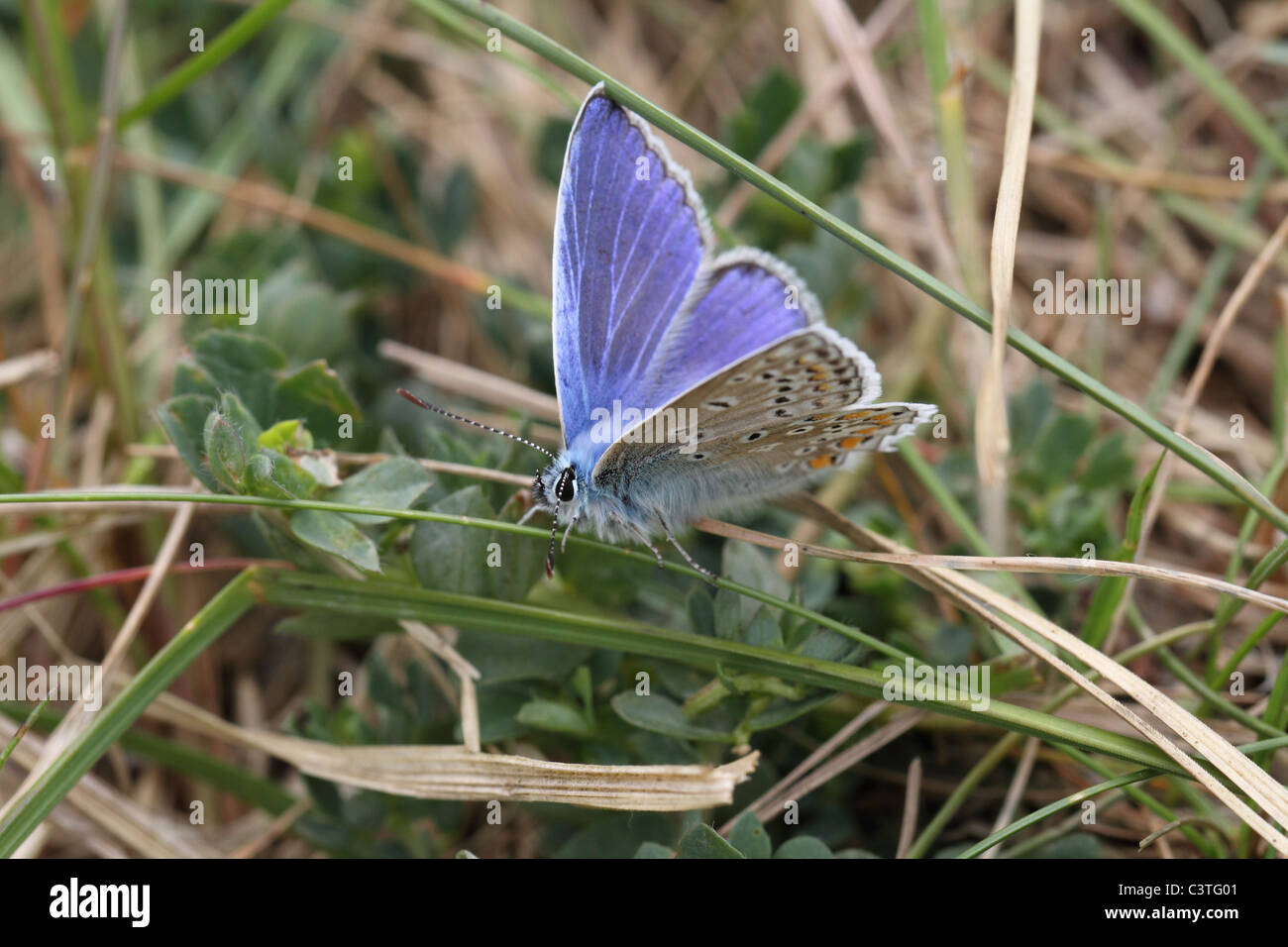 common blue butterfly Stock Photo - Alamy