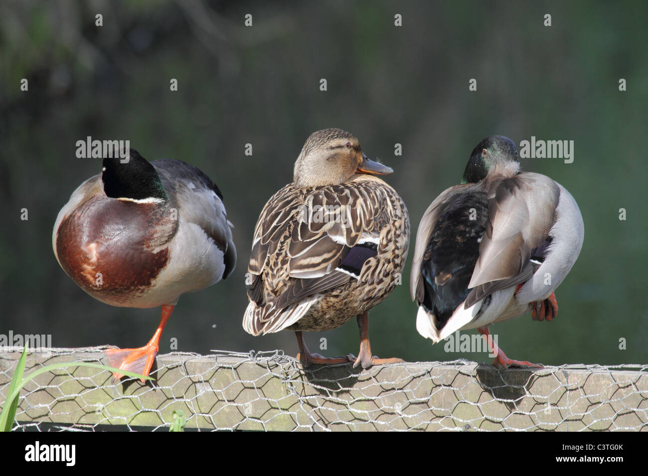 three ducks on a fence Stock Photo - Alamy