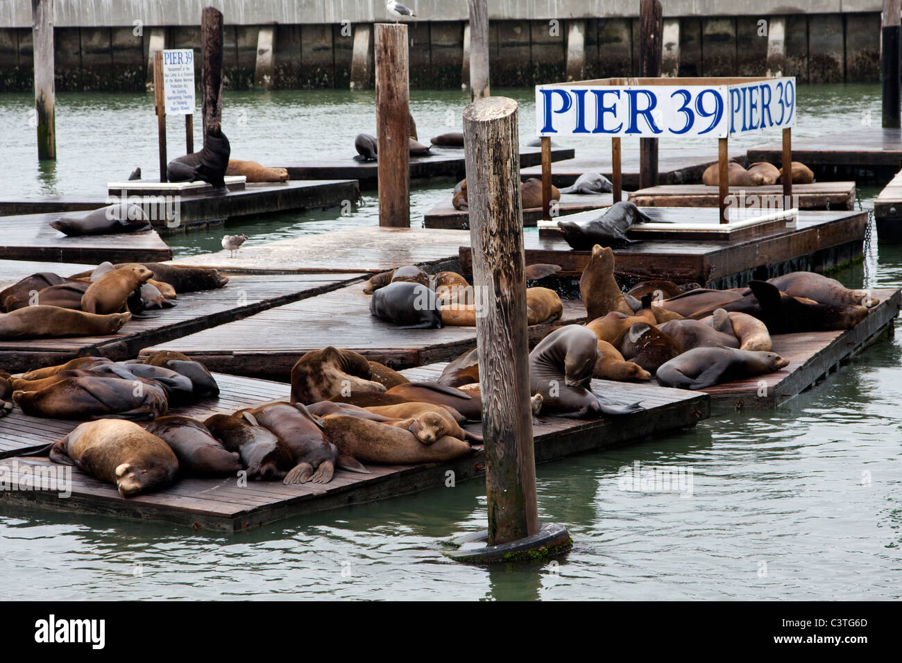 San francisco seals hi-res stock photography and images - Alamy